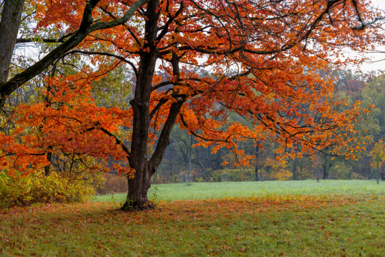 Fall in Kansas: Best Fall Foliage + Activities - Midwest Explored