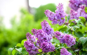 Spring in Ohio: 15 Best Things to Do - Midwest Explored
