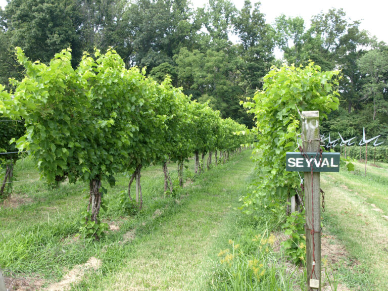 15 Beautiful Vineyards And Wineries In Illinois - Midwest Explored