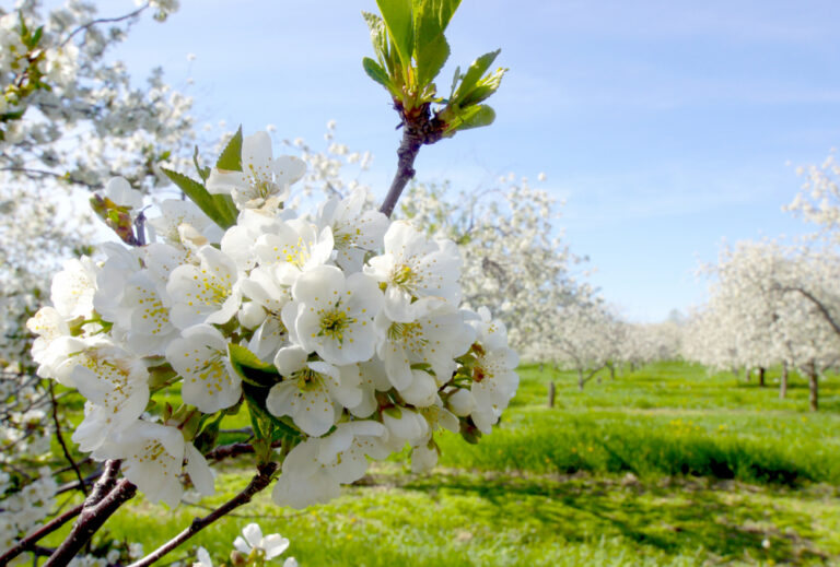 Spring in Door County WI: 10 Best Things To Do - Midwest Explored